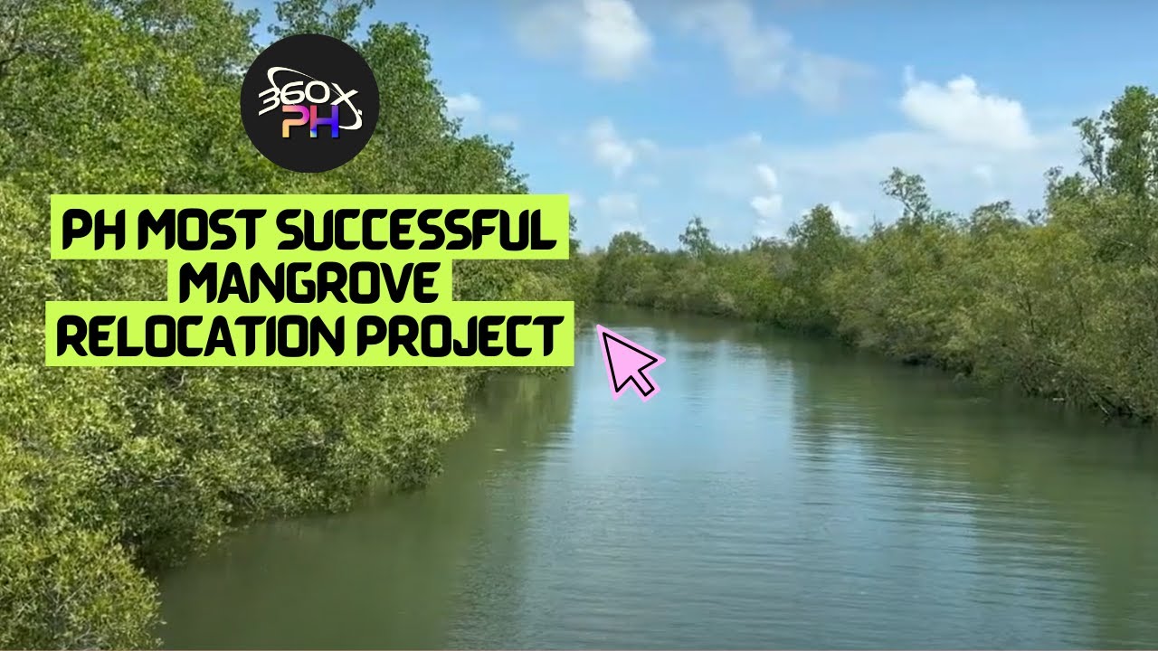 Philippines most successful Mangrove relocation project: Nilibot ni DT Joy Gener - STAGING: RMN ...
